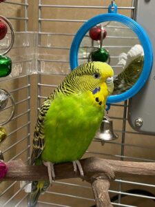 Parakeet Colors, Mutations & Pigments - Parakeet Colors | Mutations ...